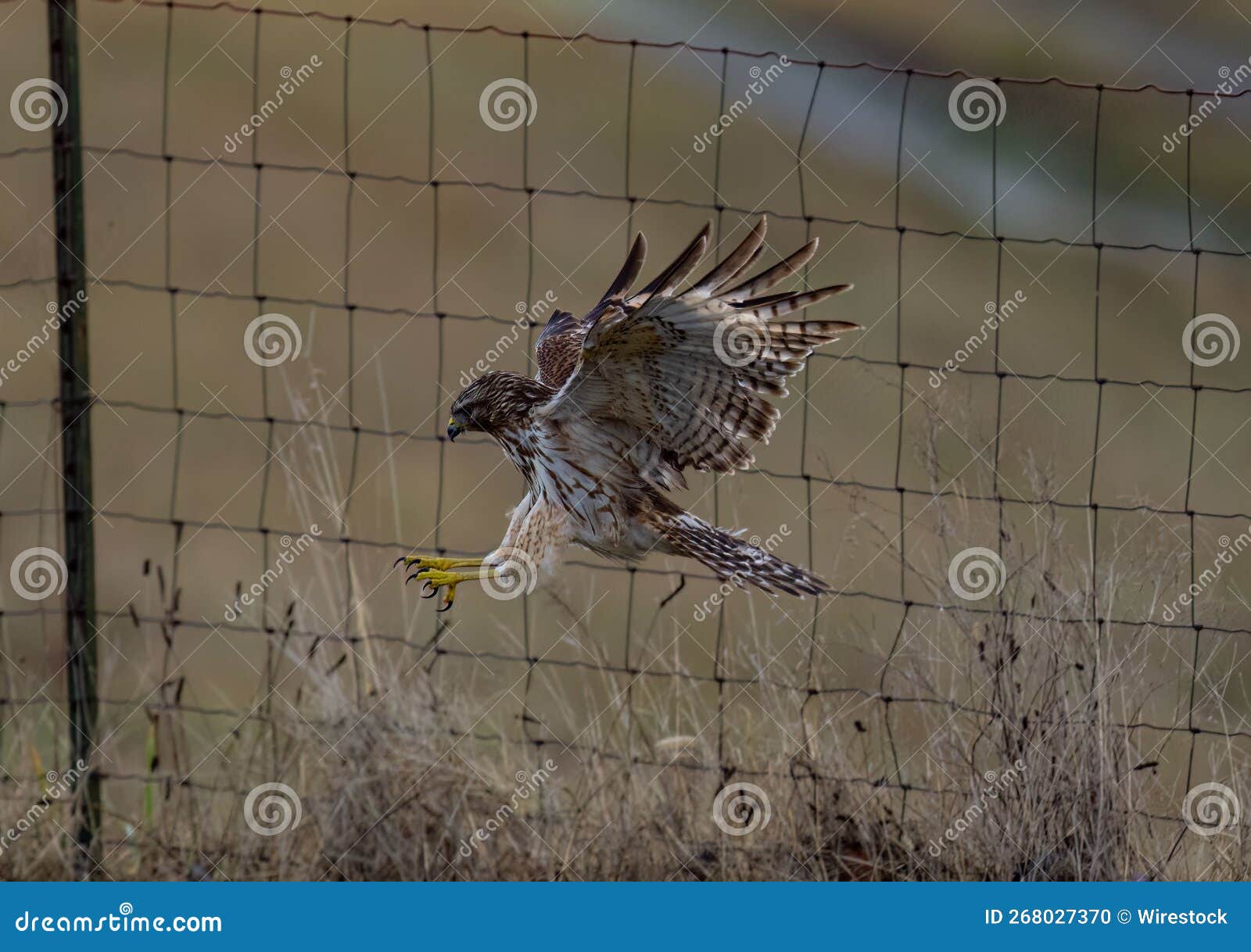 View of the Hawk Bird Landing on the Ground Stock Photo - Image of wing ...
