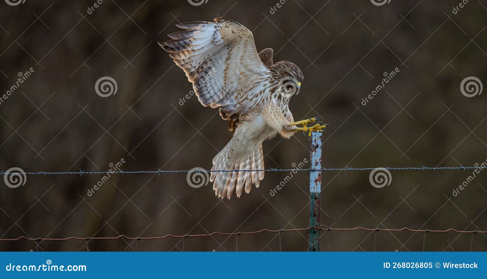 View of the Hawk Bird Landing on a Wire Stock Image - Image of bird ...
