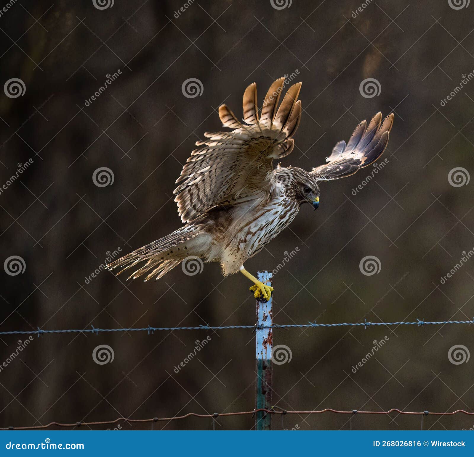 View of the Hawk Bird Landing on a Wire Stock Photo - Image of animal ...
