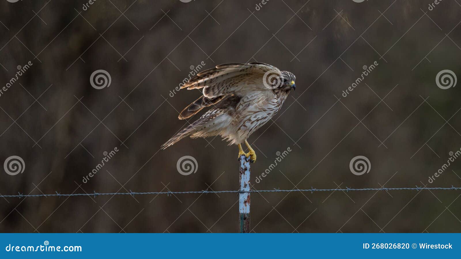 View of the Hawk Bird Landing on a Wire Stock Photo - Image of prey ...