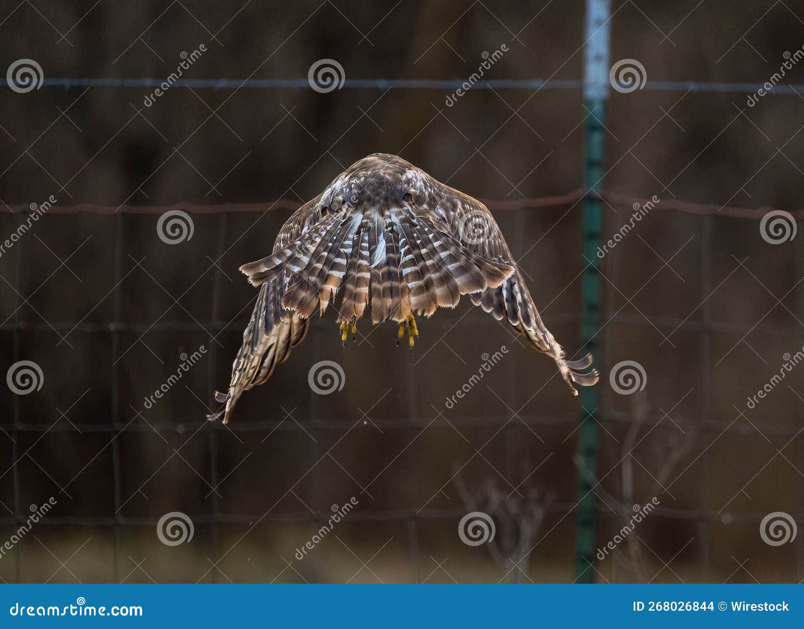 View of the Hawk Bird Landing on a Wire Stock Photo - Image of hawk ...
