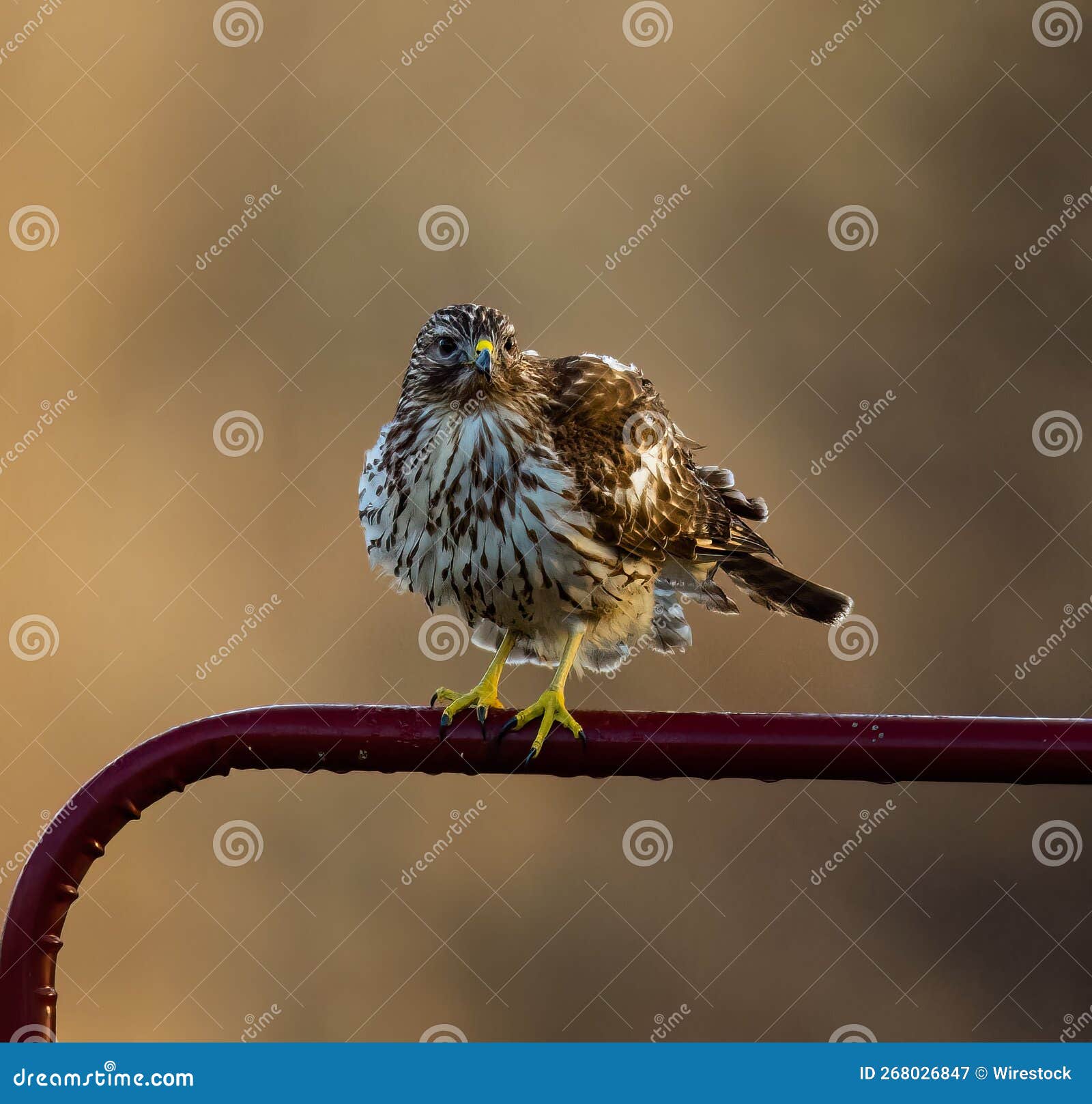 View of the Hawk Bird Landing on a Wire Stock Image - Image of nature ...