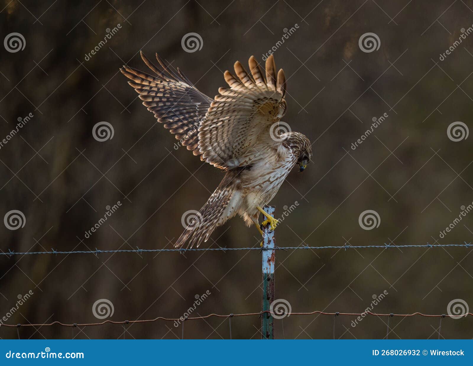 View of the Hawk Bird Landing on a Wire Stock Photo - Image of beak ...