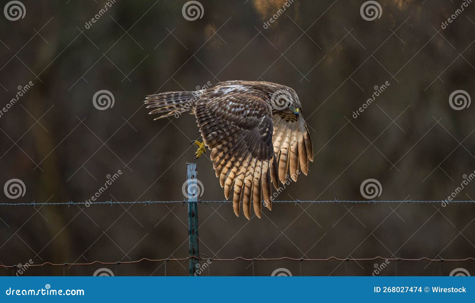 View of the Hawk Bird Landing on a Wire Stock Photo - Image of eagle ...