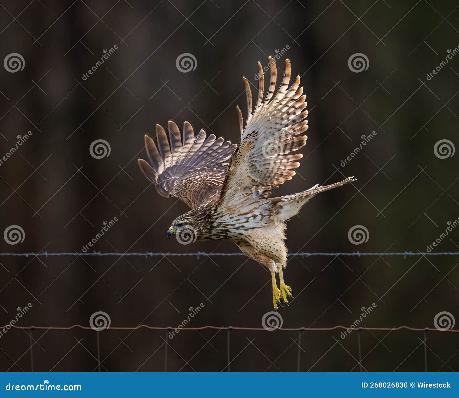 View of the Hawk Bird Landing on a Wire Stock Photo - Image of beak ...