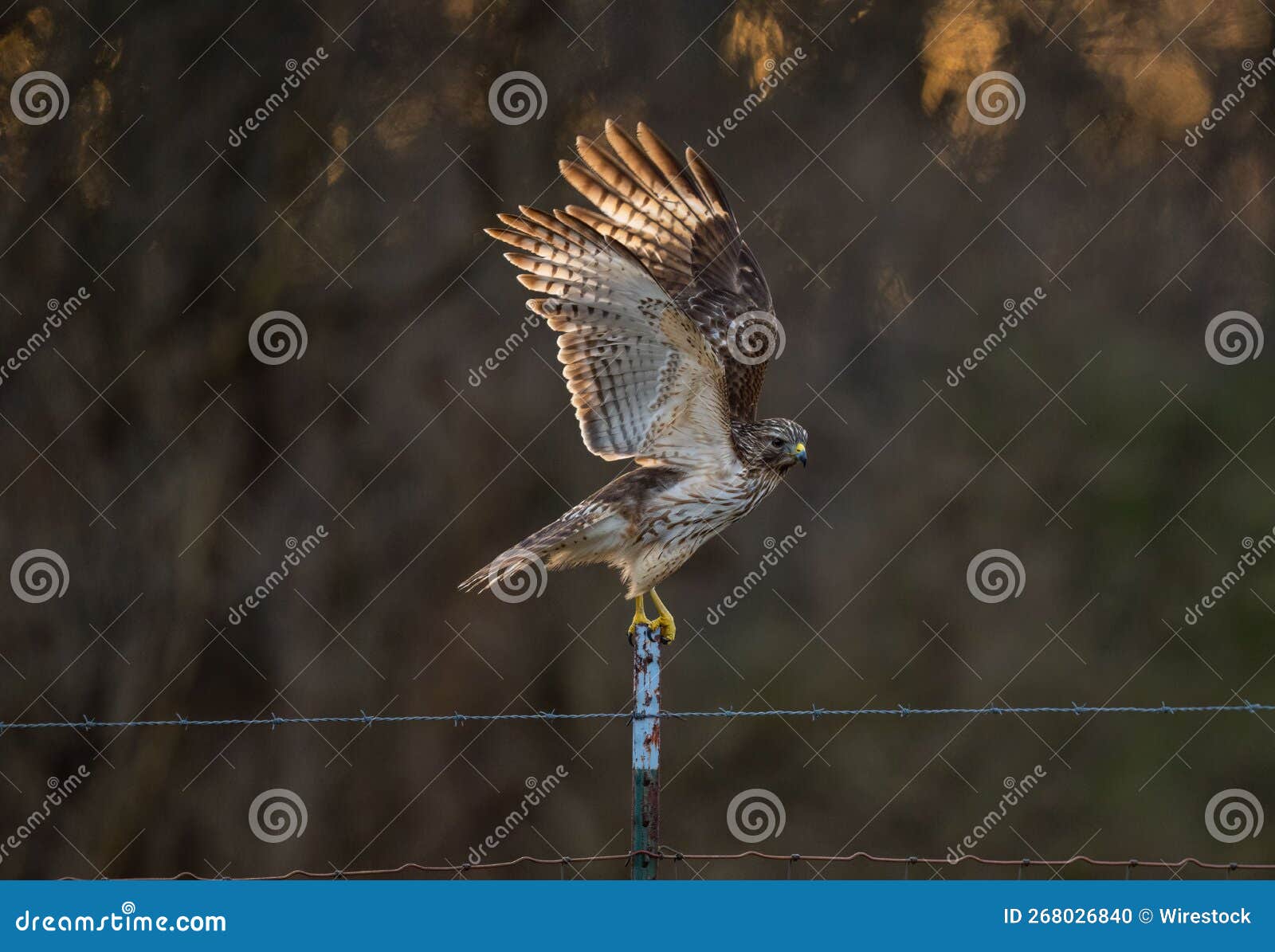 View of the Hawk Bird Landing on a Wire Stock Photo - Image of animal ...