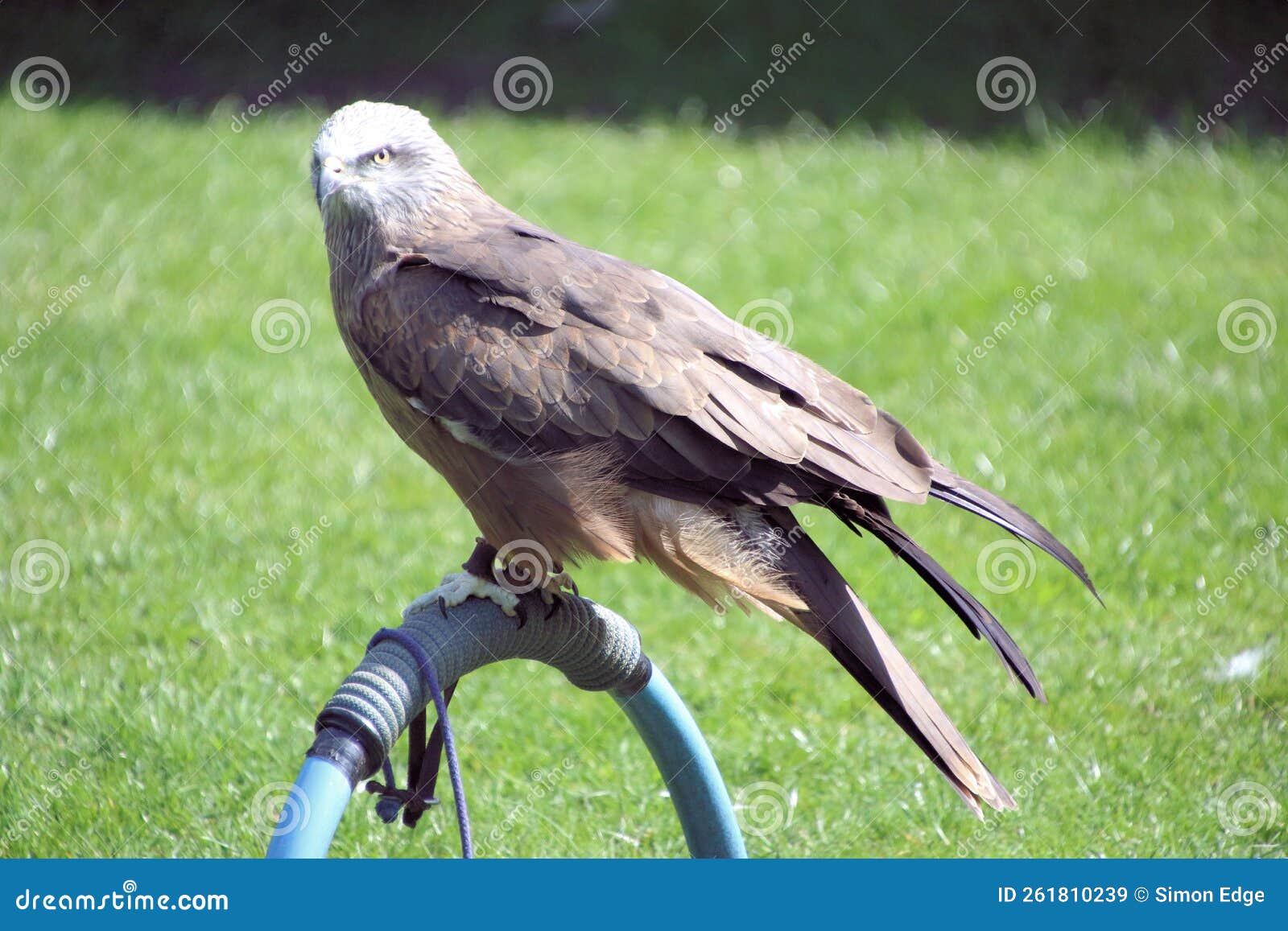 A view of a Hawk stock image. Image of natural, wildlife - 261810239