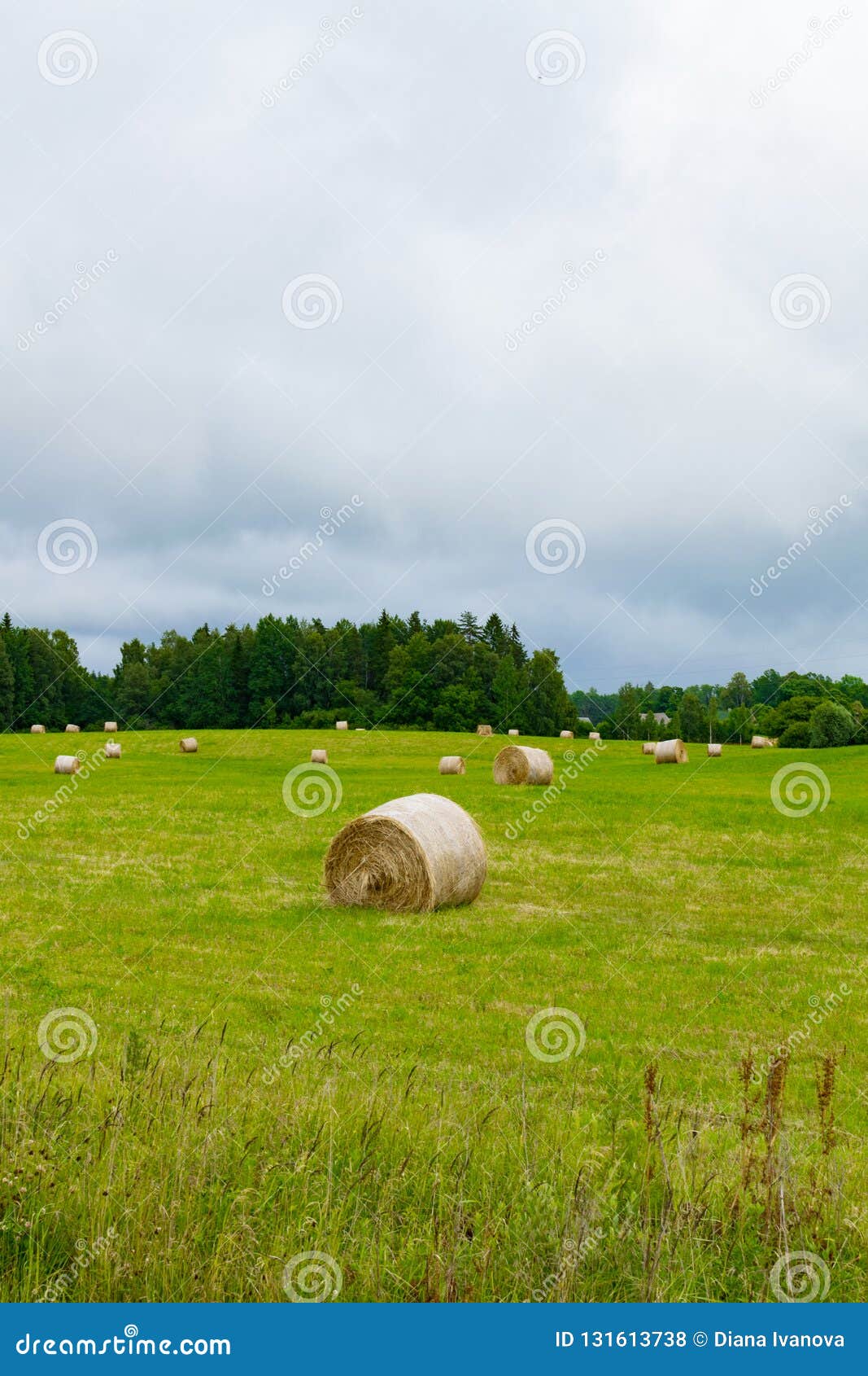 Haystacks in Front of the Forest and Sky Stock Photo - Image of meadow ...