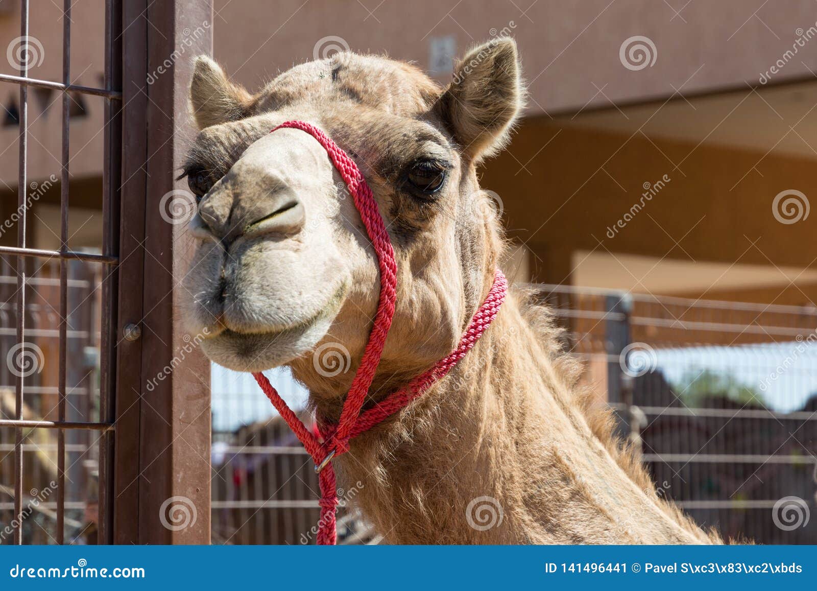 Head of Camel with Red Halter Stock Image - Image of transportation ...