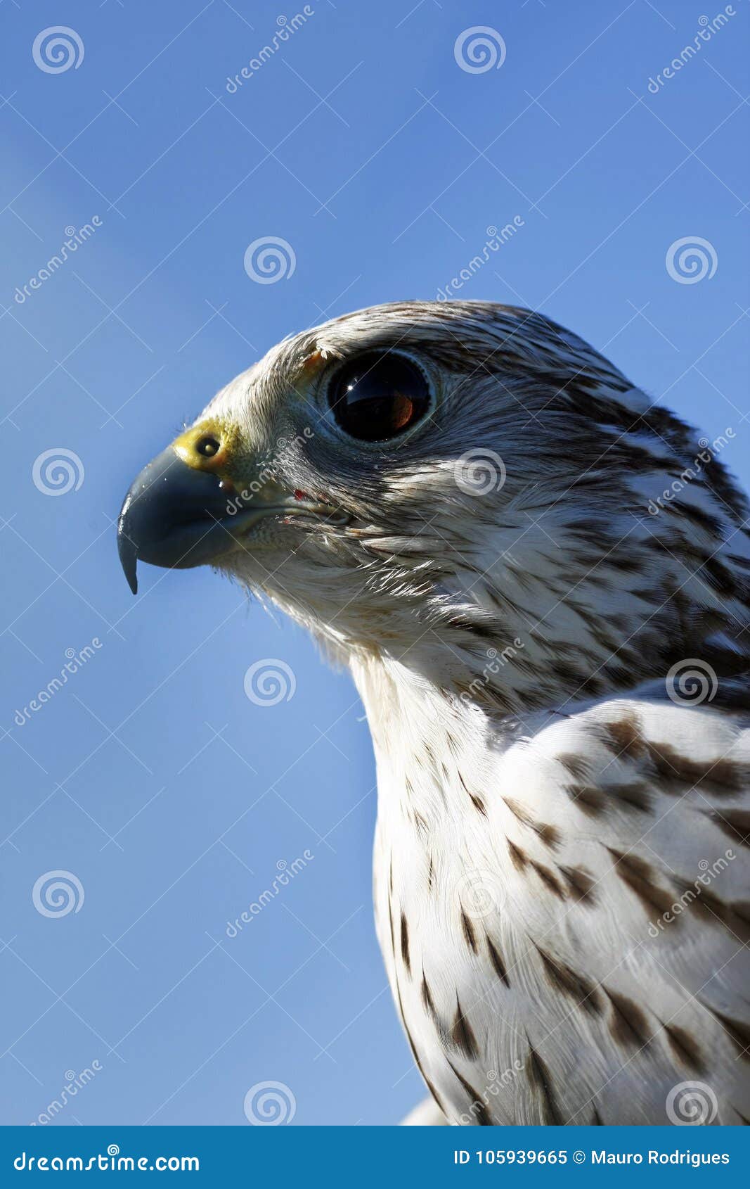 Falcon s eye stock image. Image of head, wildlife, wild - 105939665