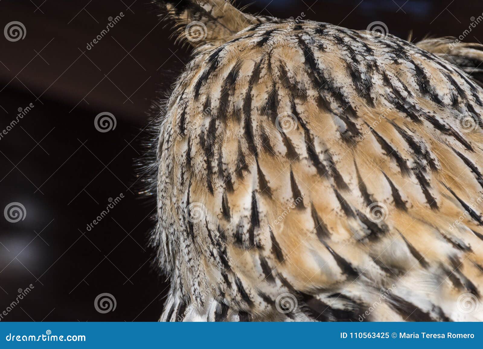 View of the Head of an Owl from Behind Stock Image - Image of black ...