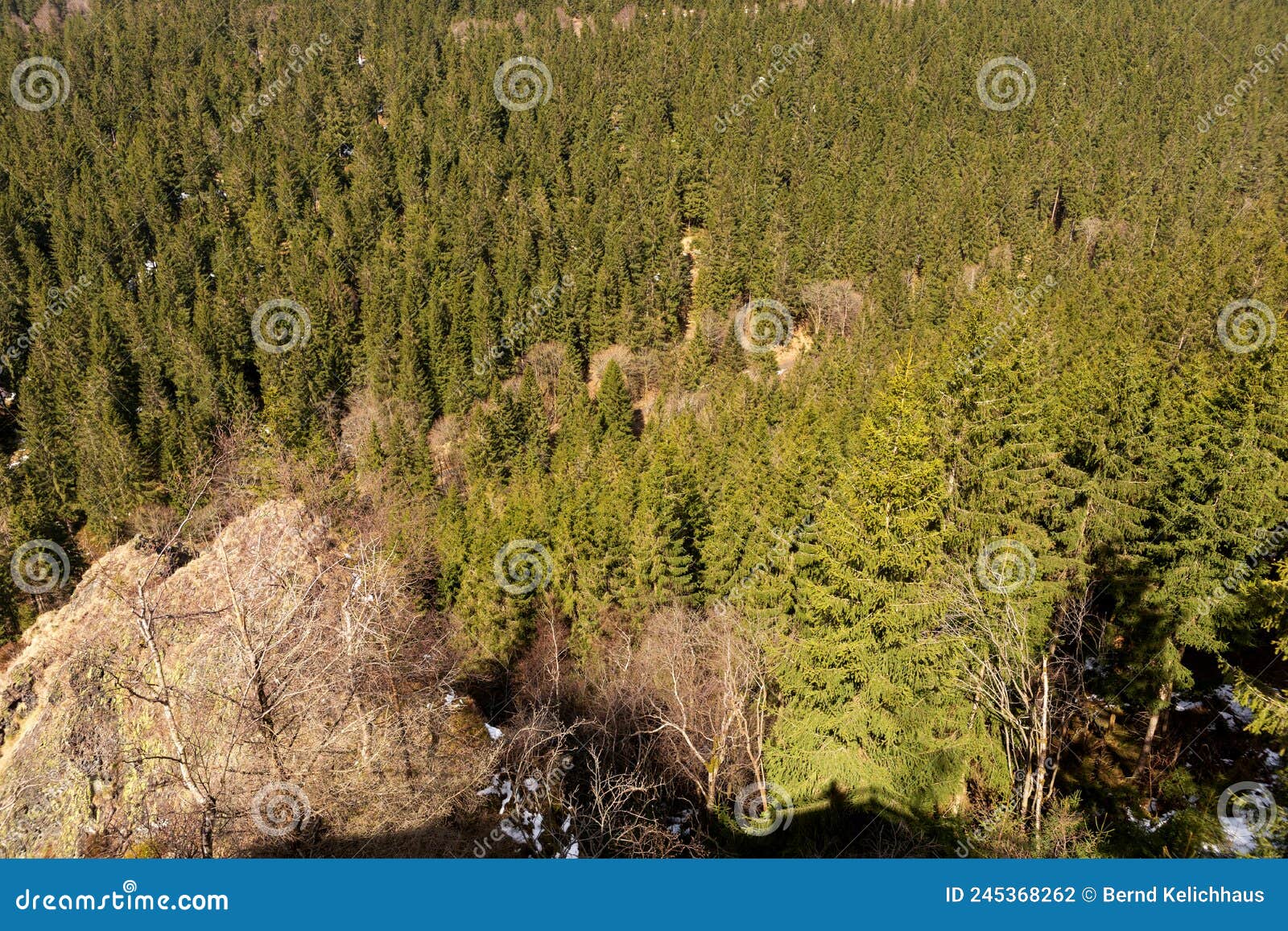 View of the Healthy Conifer Forest Stock Photo - Image of nature ...