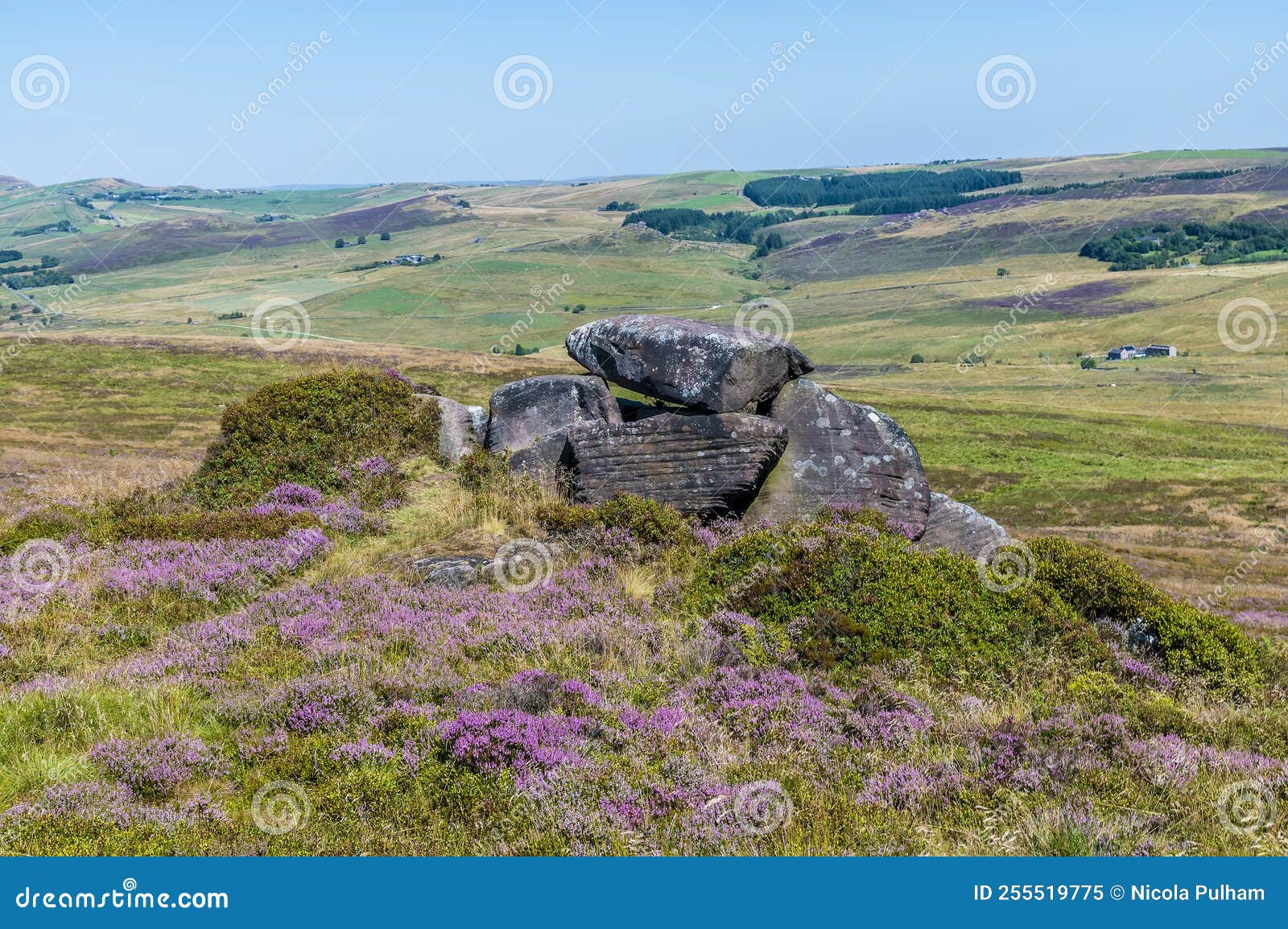 A View of a Heather Covered Rock Stack on the Roaches Escarpment ...