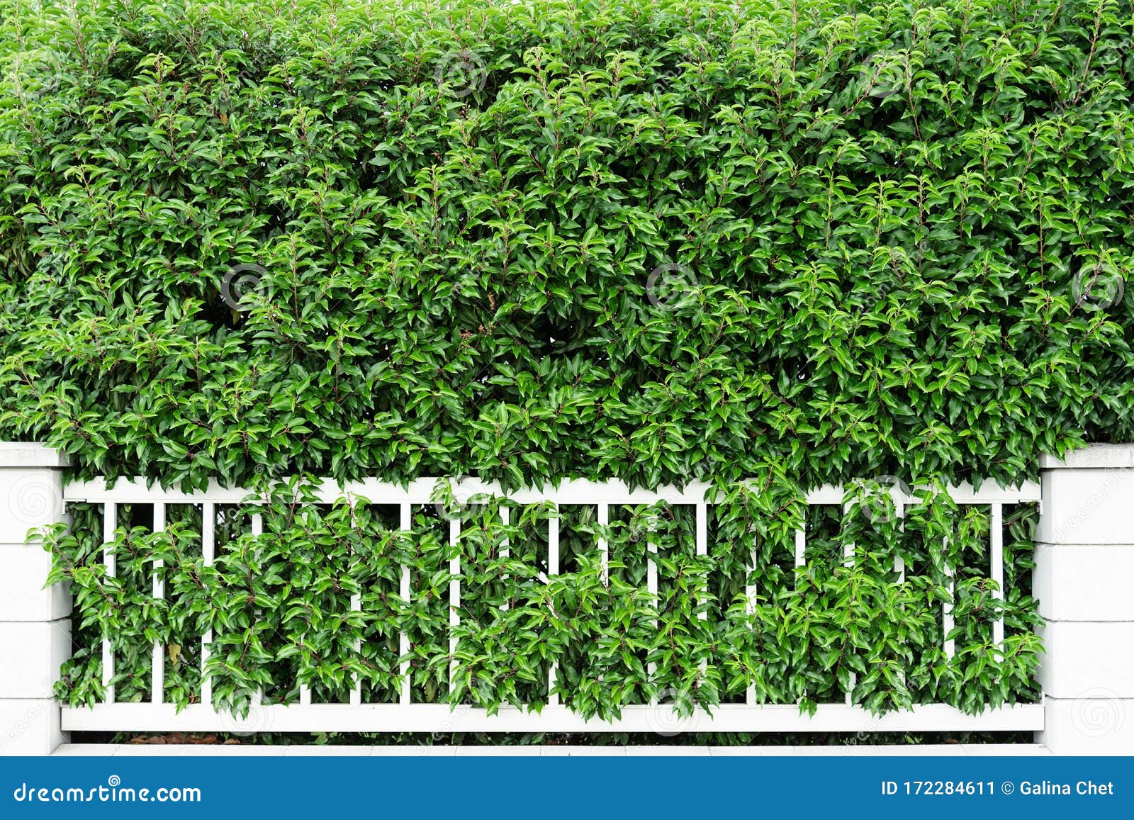 View of the Hedge in the Form of a Solid Wall of Deciduous Shrubs and a ...