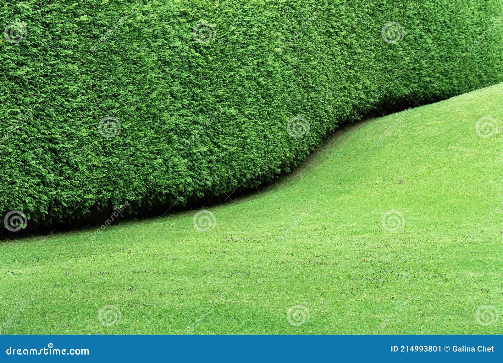 View of the Hedge in the Form of a Undulating Continuous Wall of Thuja ...