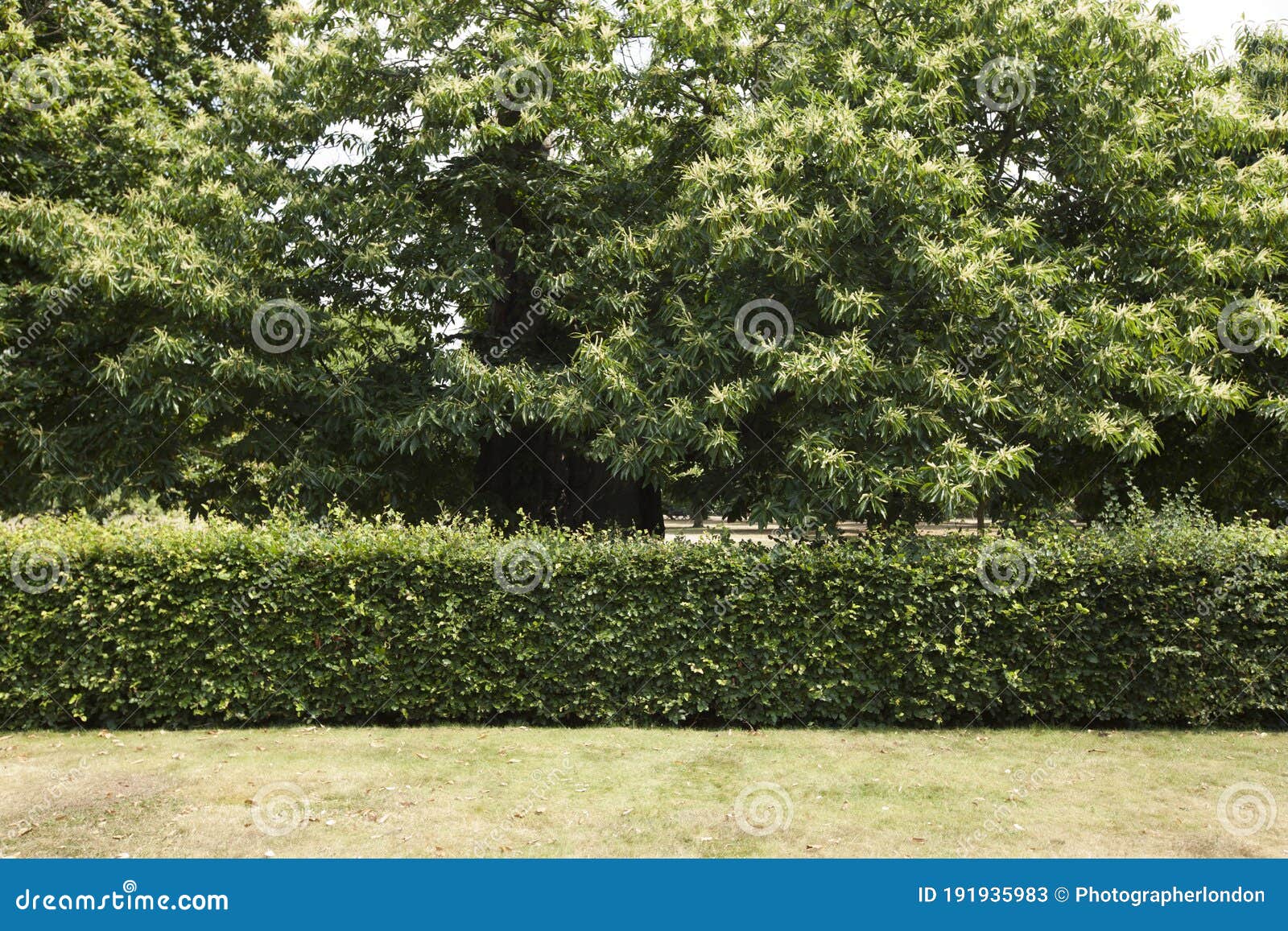 View of Hedge and Trees in Park Stock Image - Image of green, wall ...