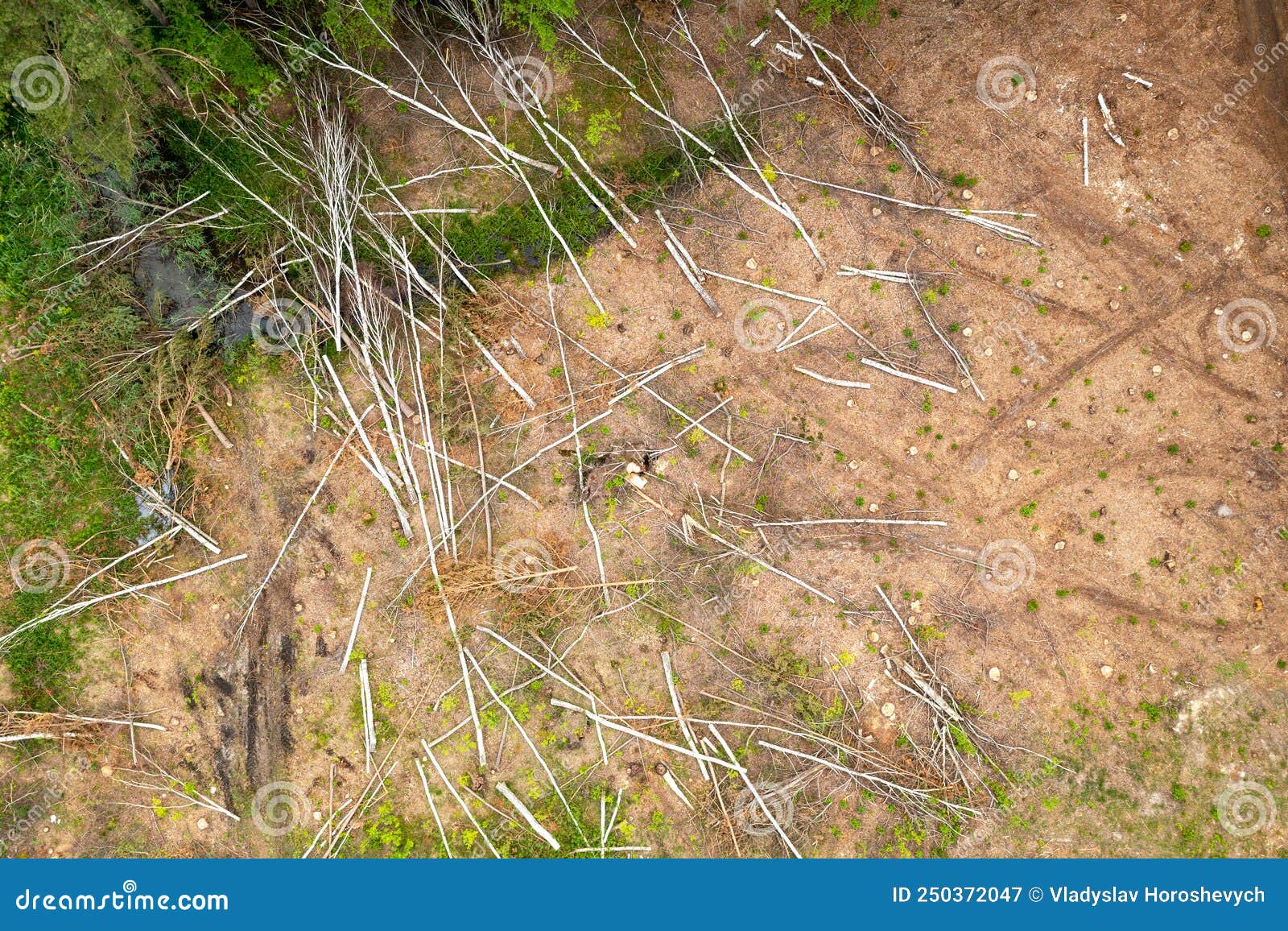 View from a Height of a Cut Down Forest, Felling and Cleaning the ...