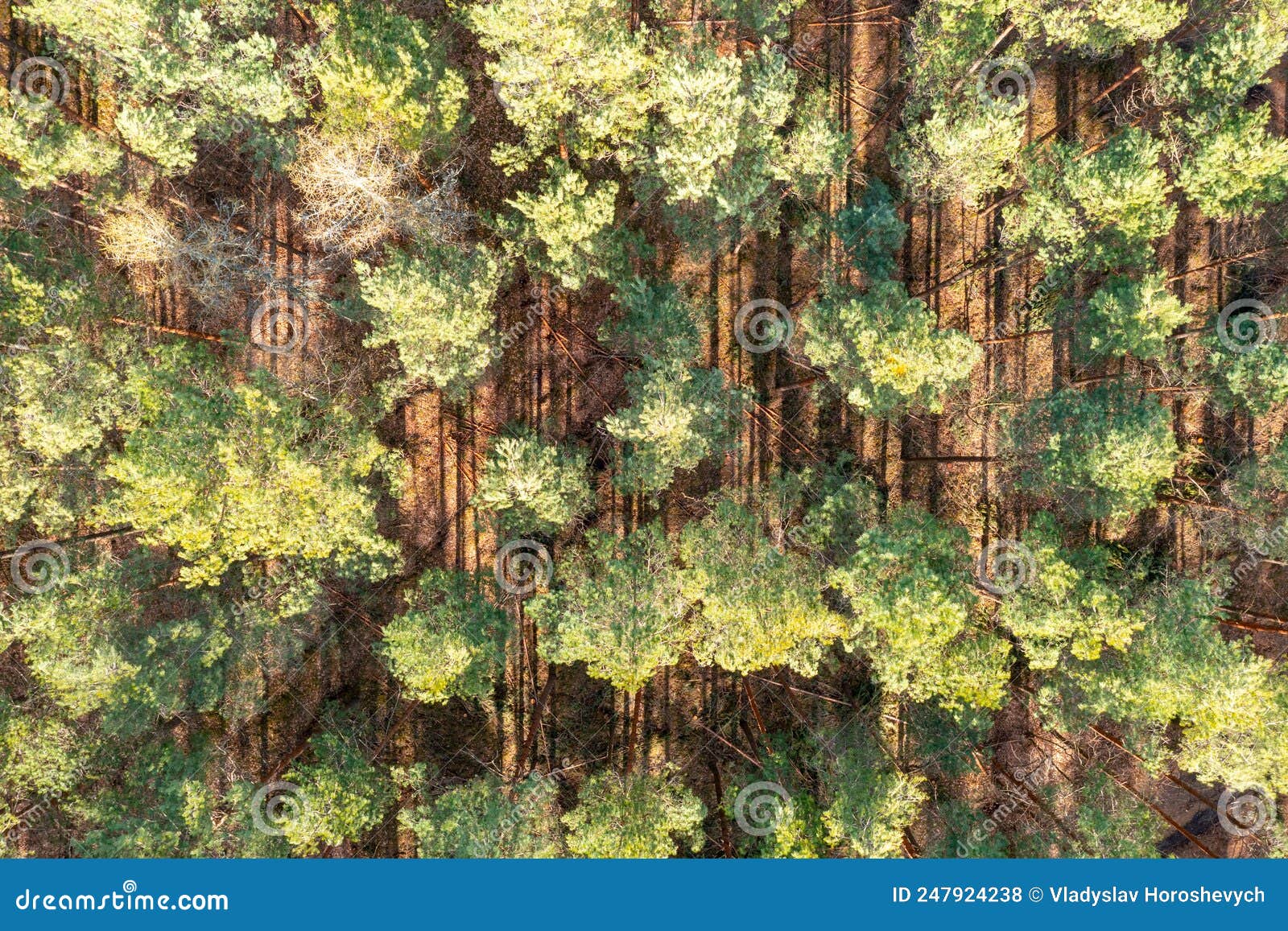 View from a Height of the Forest. Forest Ecosystem and Healthy ...