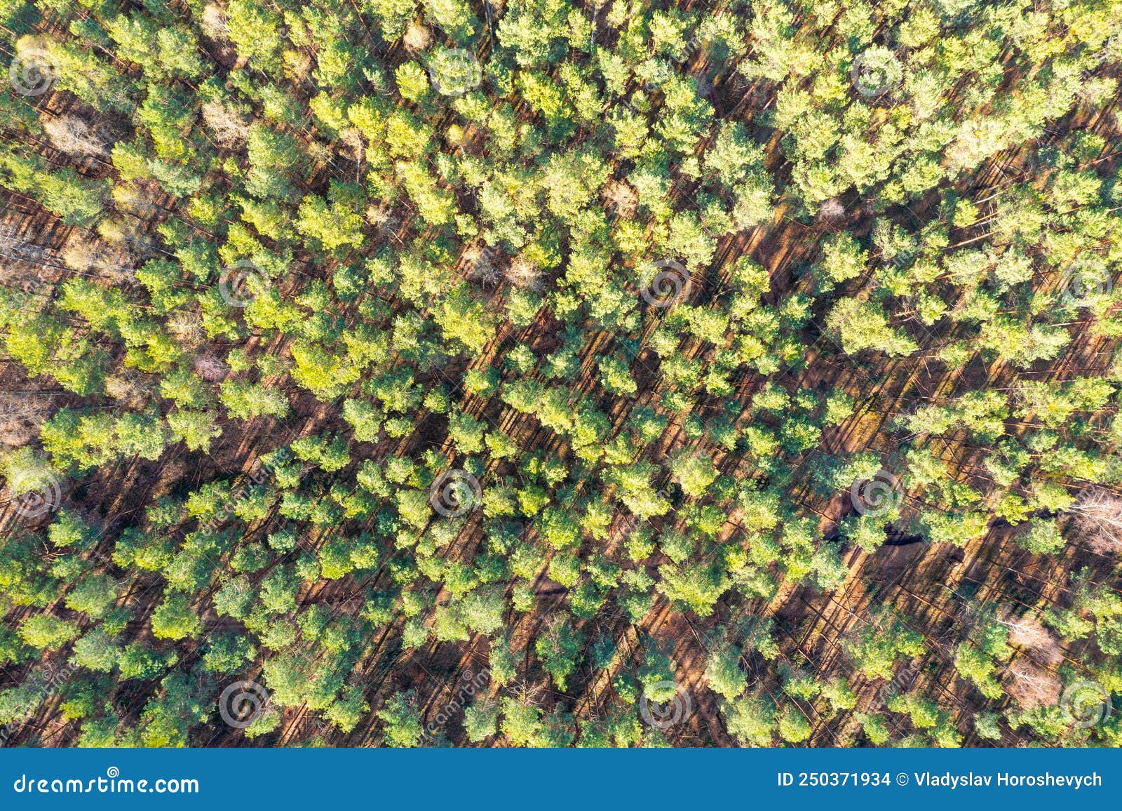 View from a Height of the Forest. Forest Ecosystem and Healthy ...