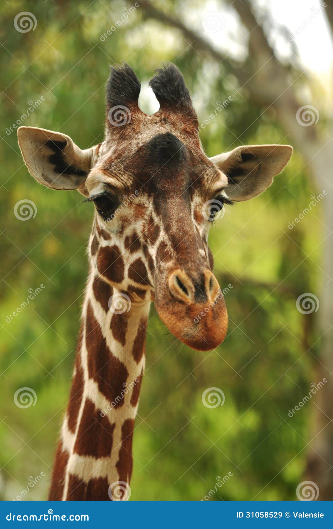 View from a Height of a Giraffe. Stock Image - Image of look, wild ...