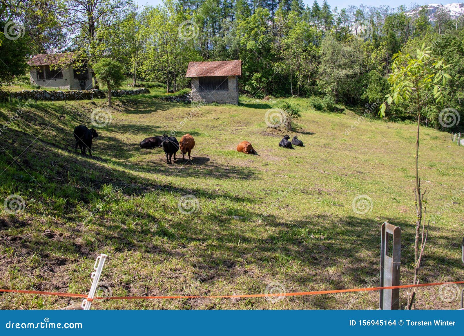 View of a Herd of Cows on the Pasture with Small Huts Stock Photo ...