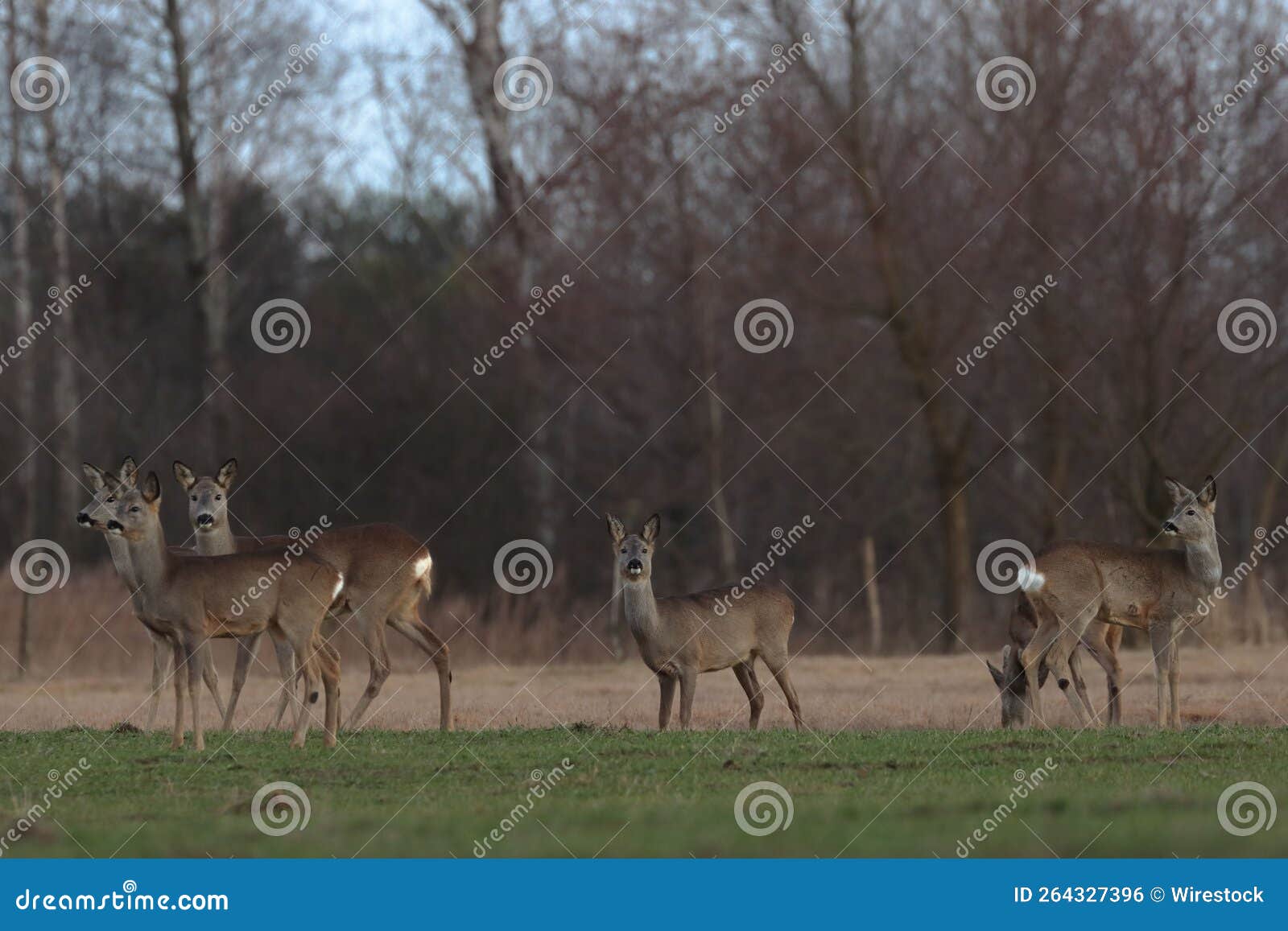 View of a Herd of Deer in the Forest in Autumn Stock Photo - Image of ...