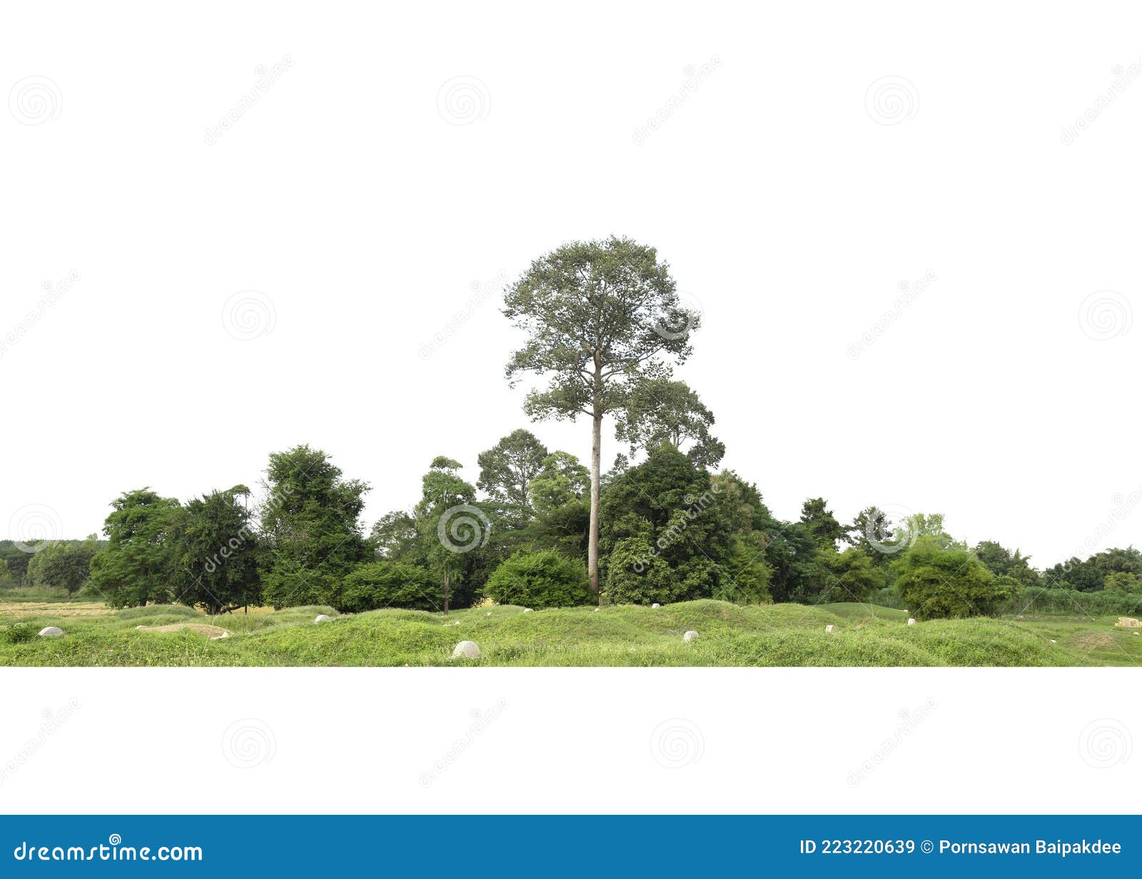 View of a High Definition Tree Line Isolated Stock Image - Image of ...