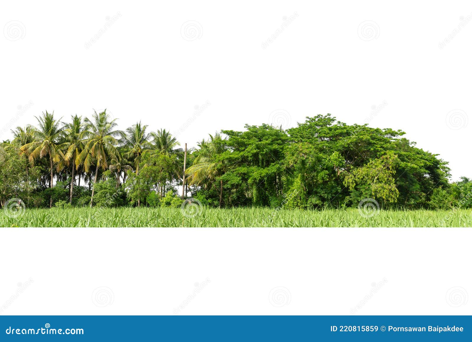View of a High Definition Tree Line Isolated Stock Image - Image of ...