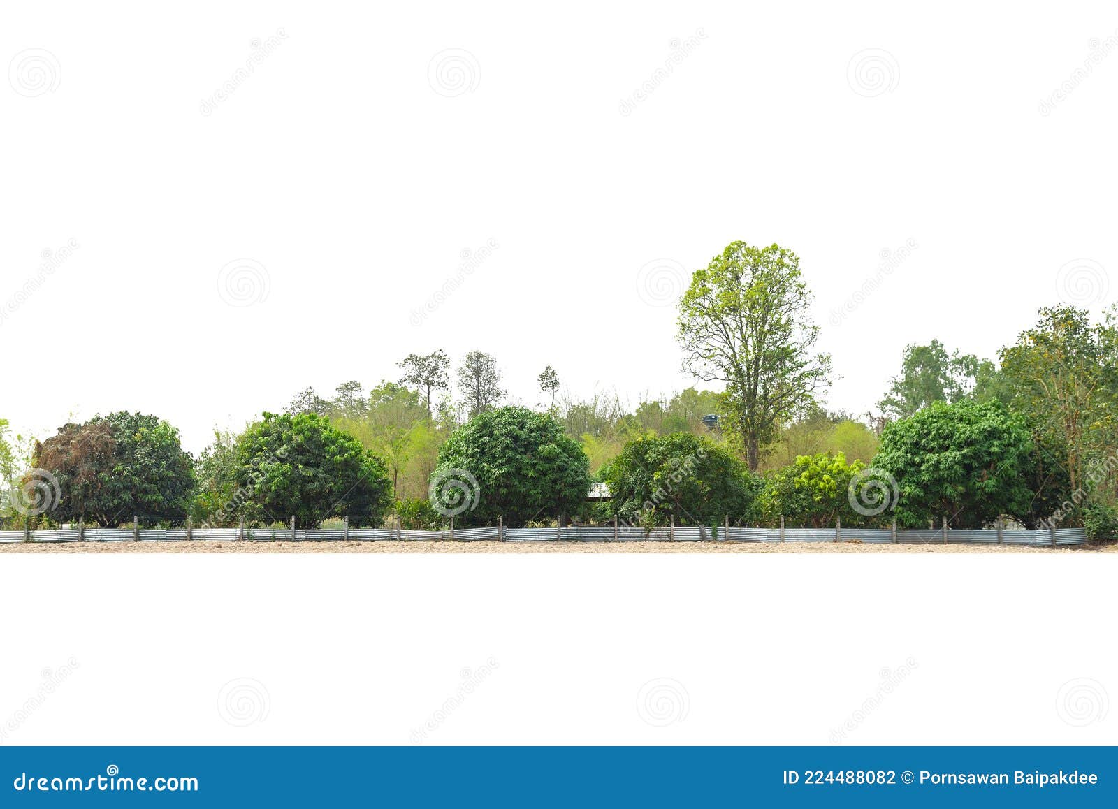 View of a High Definition Tree Line Isolated Stock Photo - Image of ...