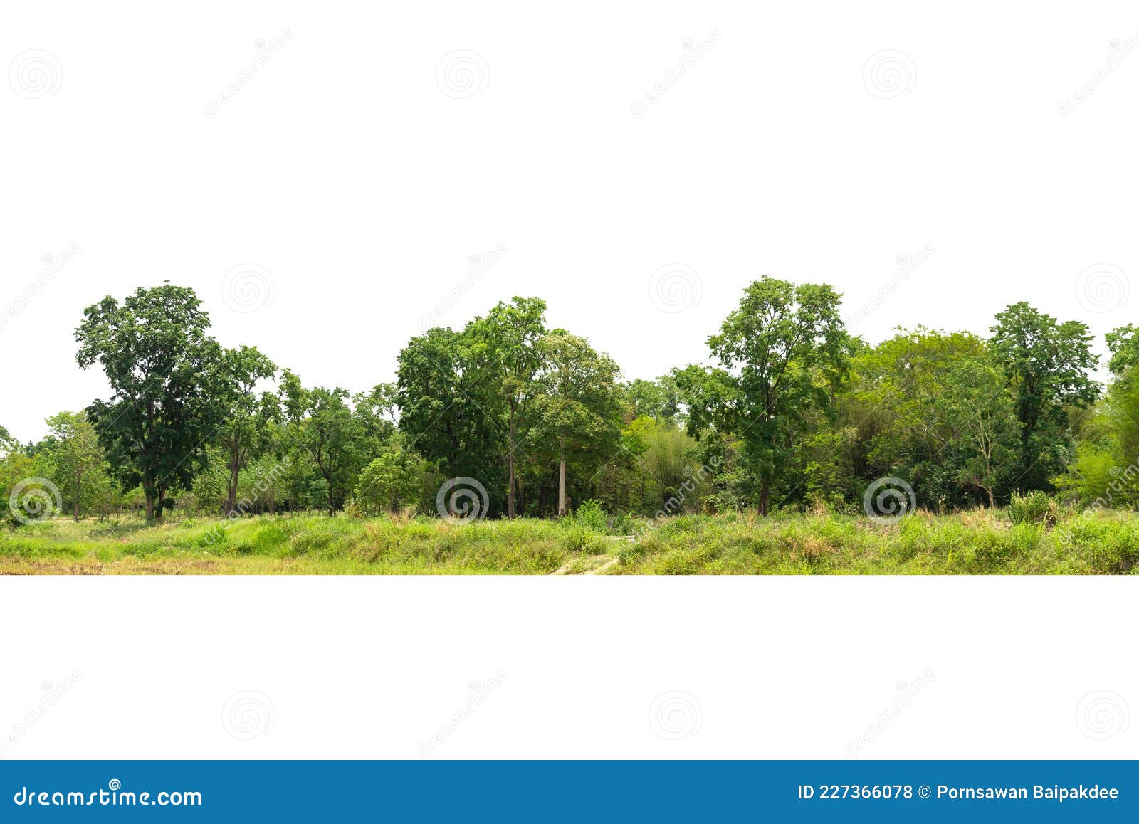 View of a High Definition Tree Line Isolated Stock Photo - Image of ...