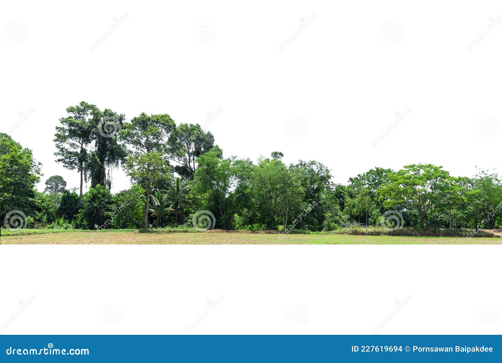 View of a High Definition Tree Line Isolated Stock Photo - Image of ...