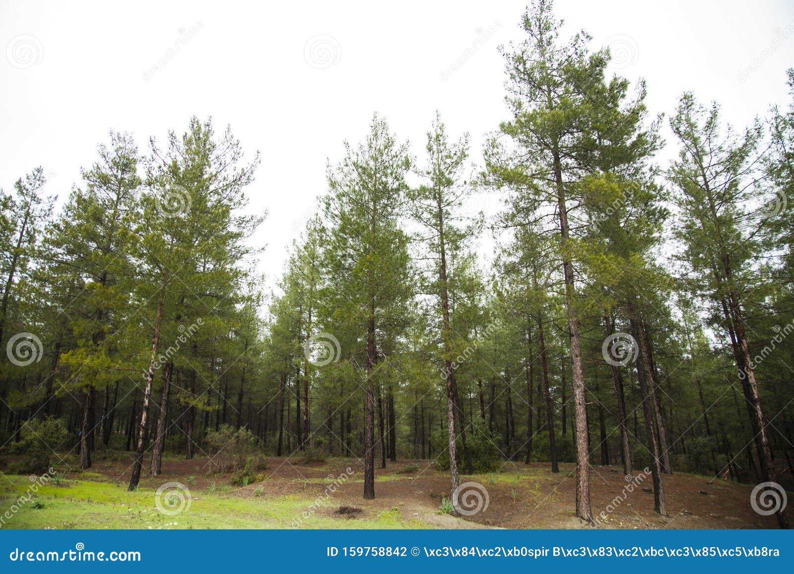 View of a High Definition Tree Line Isolated on a White Background ...
