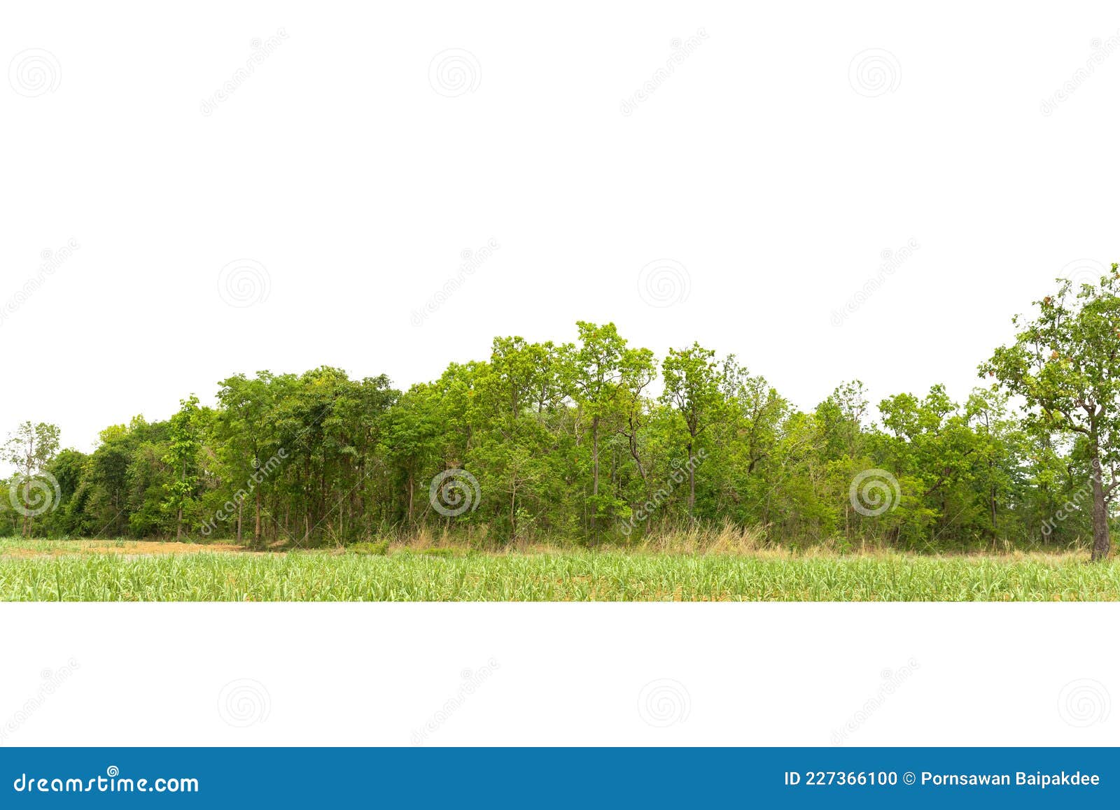 View of a High Definition Tree Line Isolated on a White Background ...