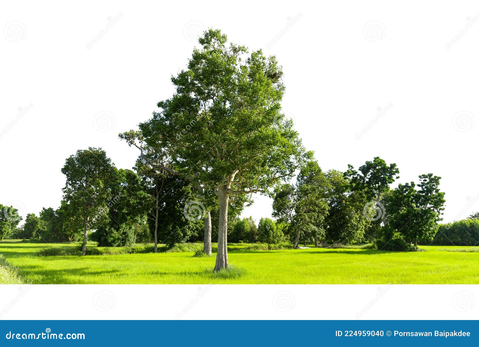 View of a High Definition Tree Line Isolated Stock Photo - Image of ...