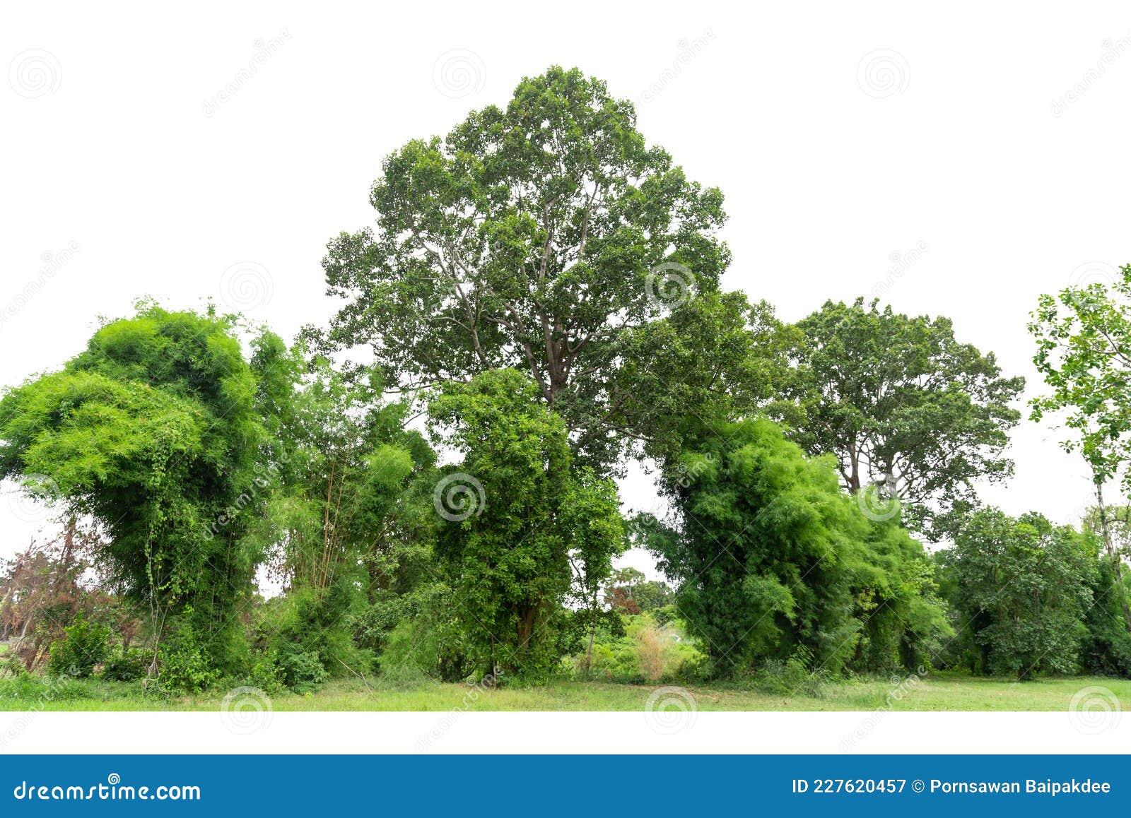 View of a High Definition Tree Line Isolated Stock Image - Image of ...