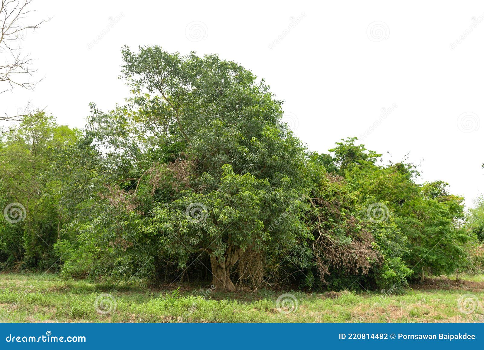 View of a High Definition Tree Line Isolated on a White Background ...