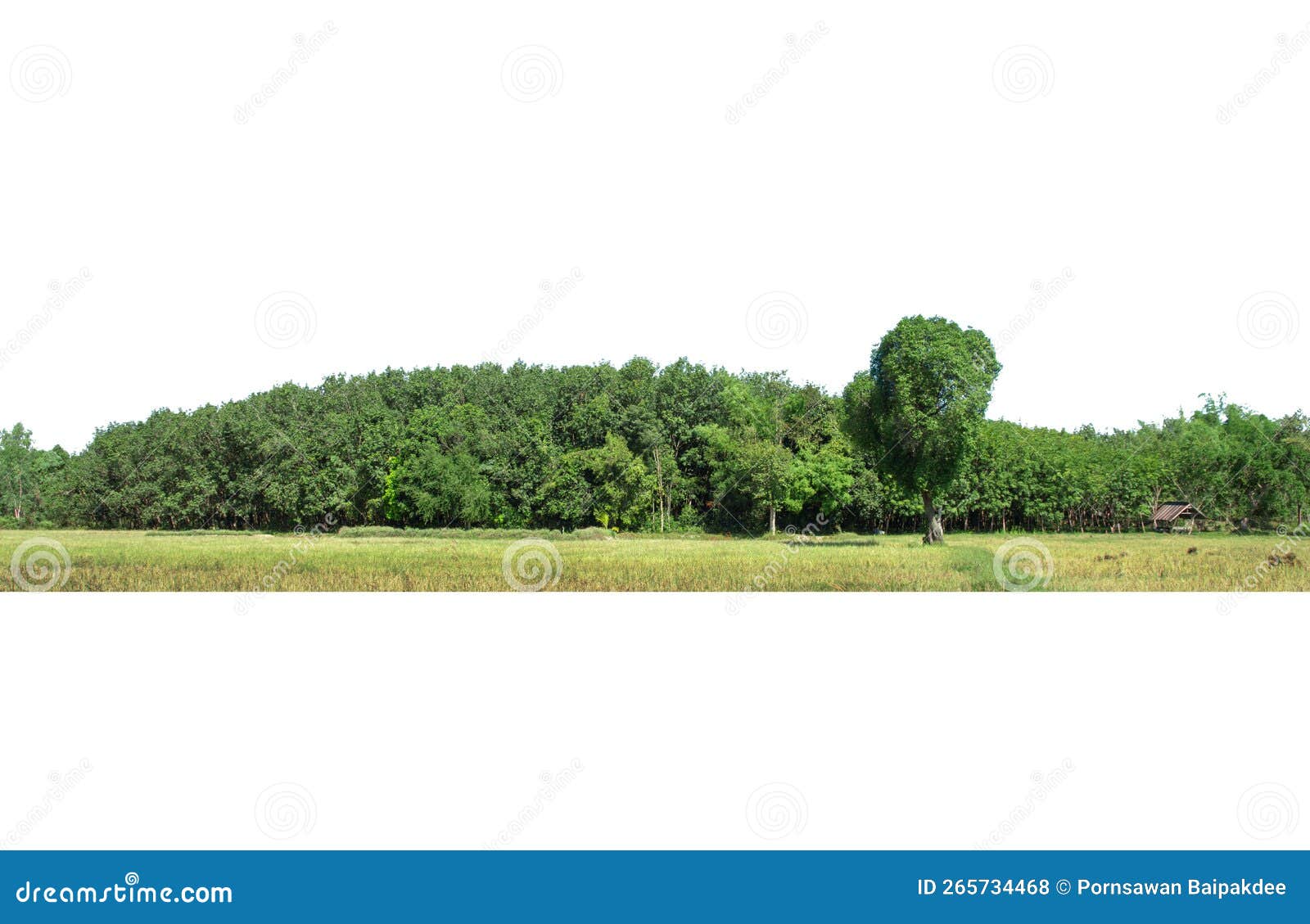 View of a High Definition Tree Lined Isolated Stock Photo - Image of ...