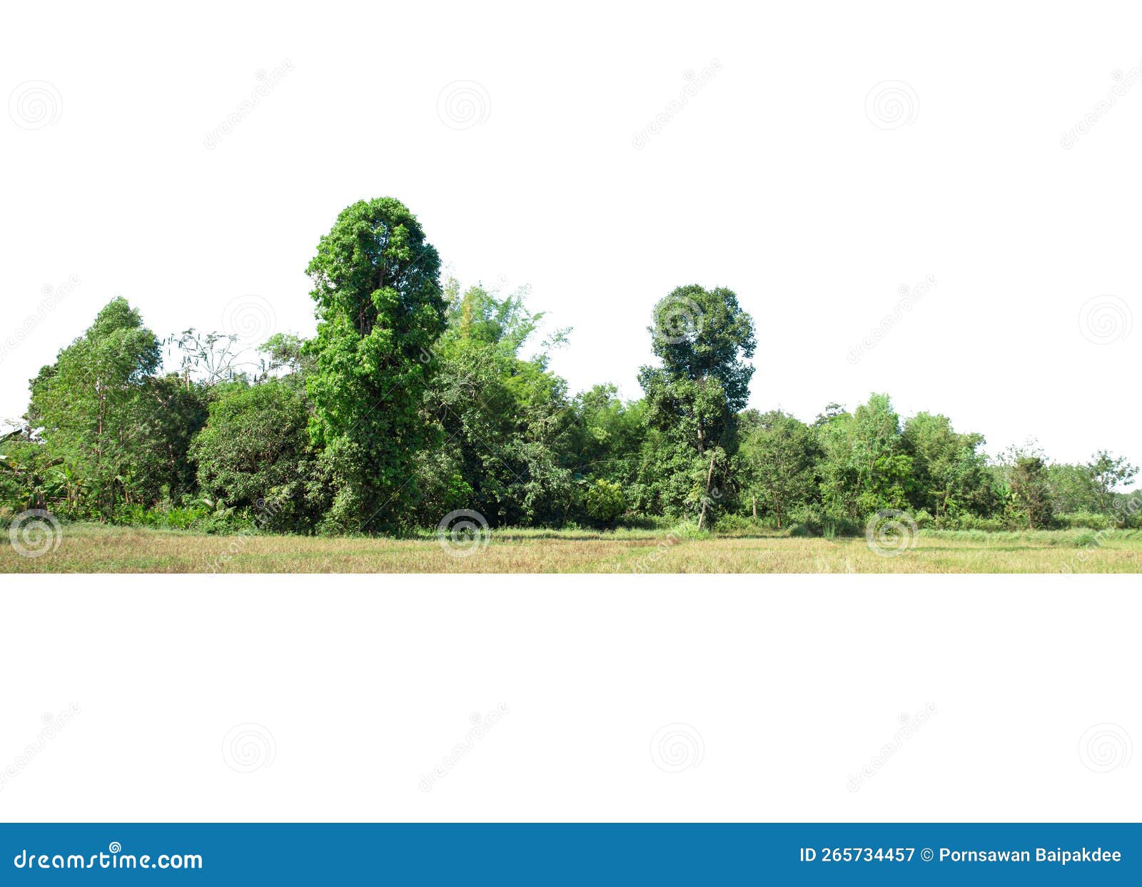View of a High Definition Tree Lined Isolated Stock Image - Image of ...