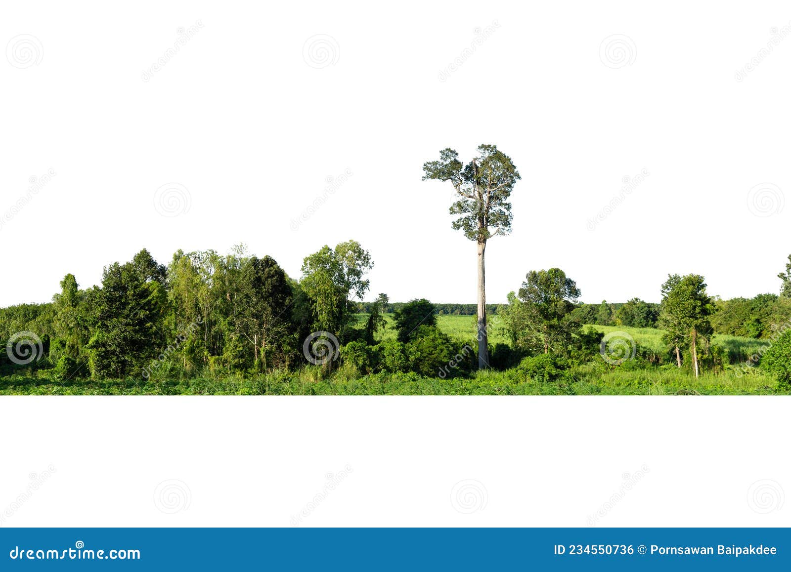 View of a High Definition Treeline Isolated Stock Photo - Image of ...