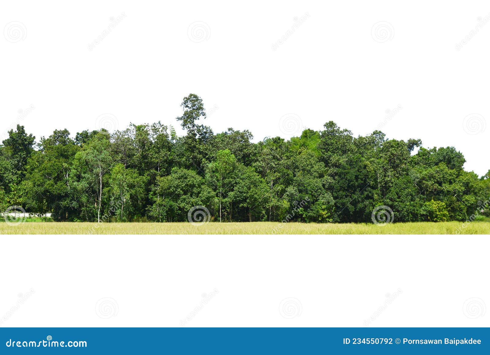 View of a High Definition Treeline Isolated Stock Photo - Image of ...