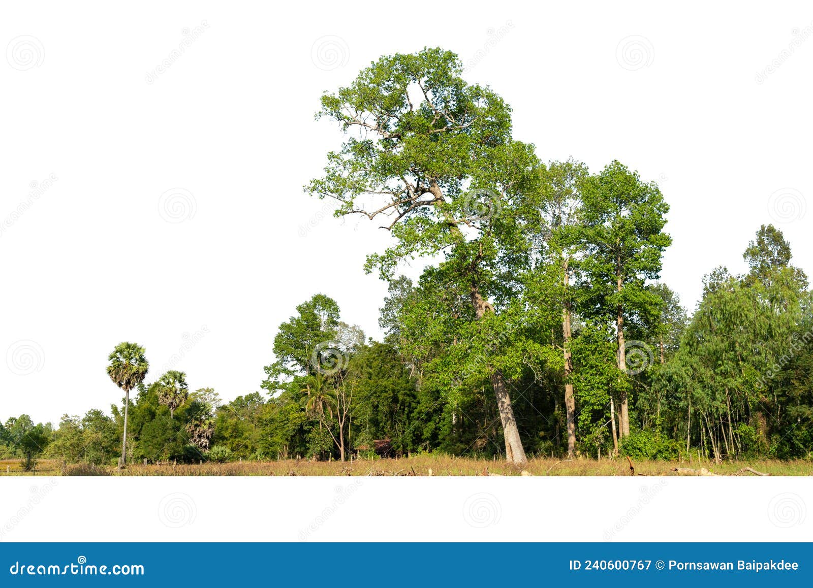 View of a High Definition Treeline Isolated Stock Image - Image of ...