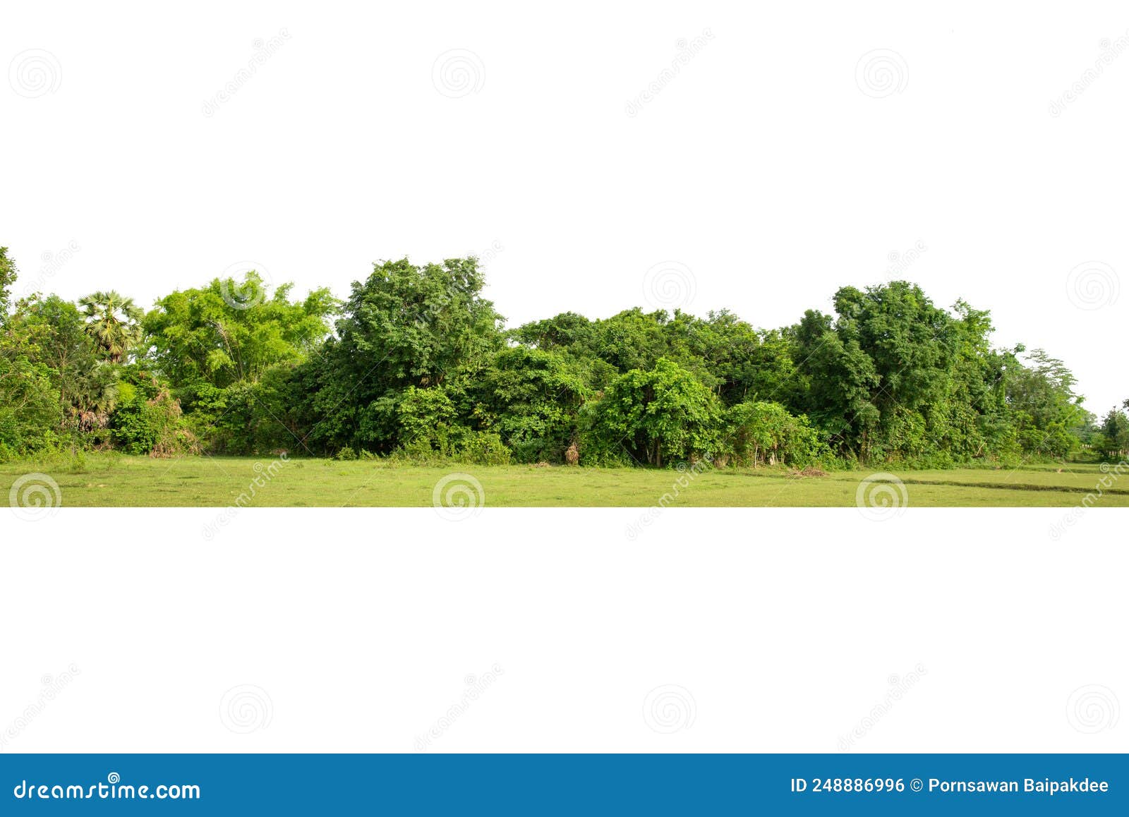 View of a High Definition Treeline Isolated Stock Photo - Image of ...