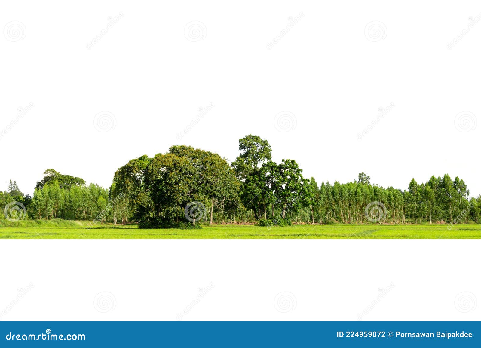 View of a High Definition Treeline Isolated Stock Photo - Image of ...