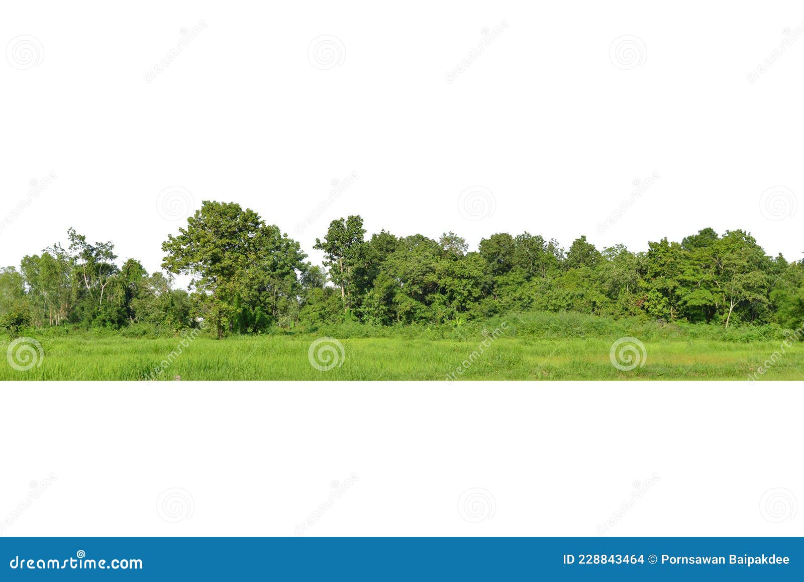 View of a High Definition Treeline Isolated Stock Photo - Image of ...