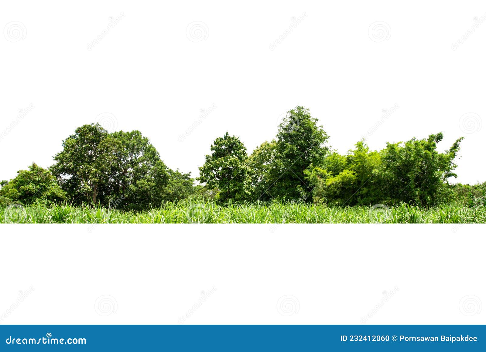 View of a High Definition Treeline Isolated Stock Photo - Image of ...