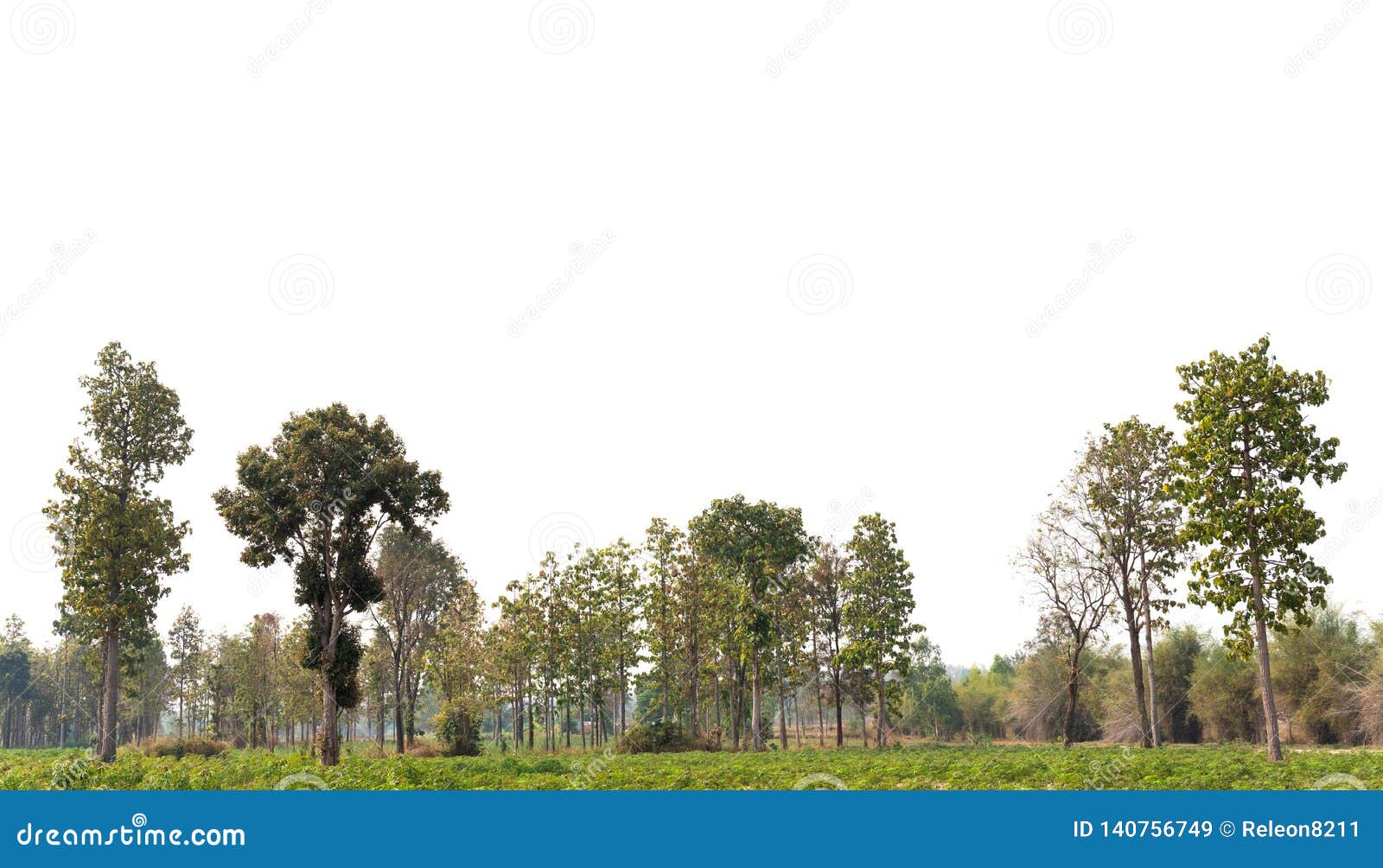 View of a High Definition Treeline Stock Image - Image of environment ...
