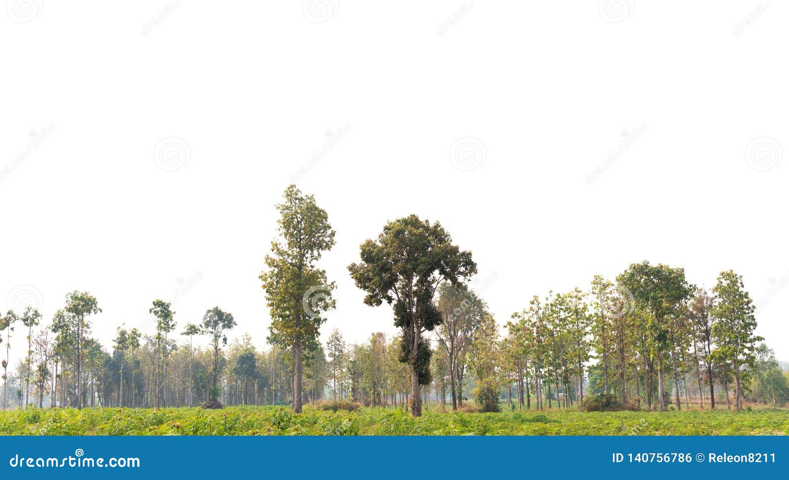 Definition Treeline Stock Images - Download 17 Royalty Free Photos