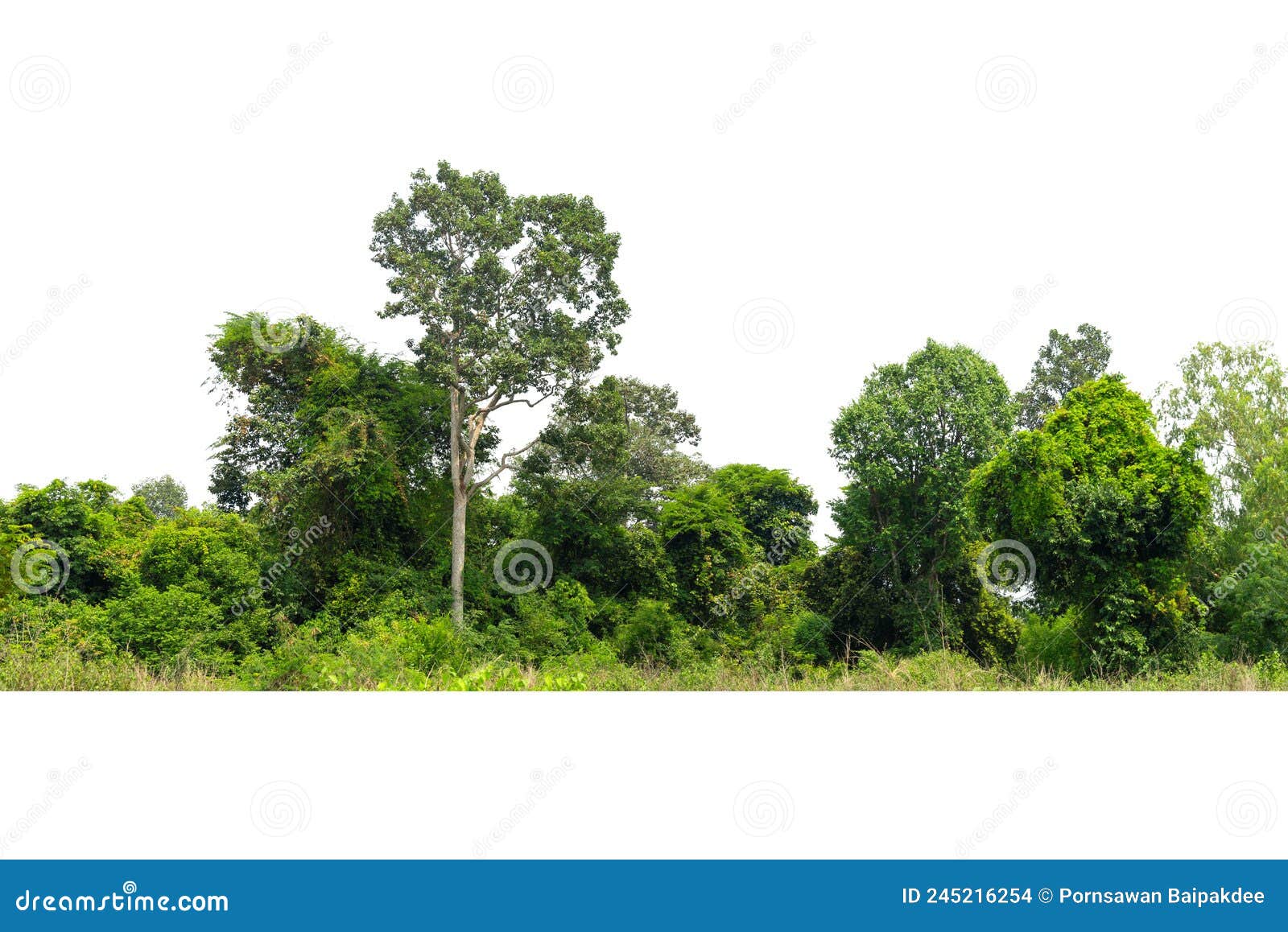 View of a High Definition Treeline Isolated Stock Photo - Image of ...