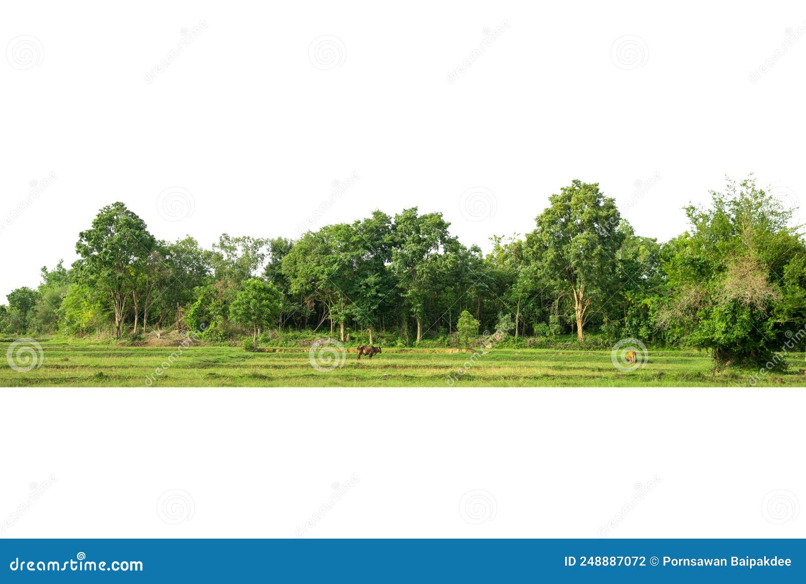 View of a High Definition Treeline Isolated Stock Photo - Image of leaf ...