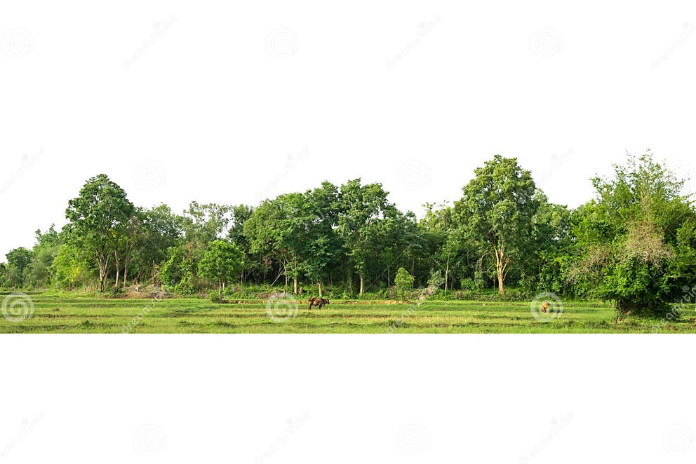 View of a High Definition Treeline Isolated Stock Photo - Image of leaf ...